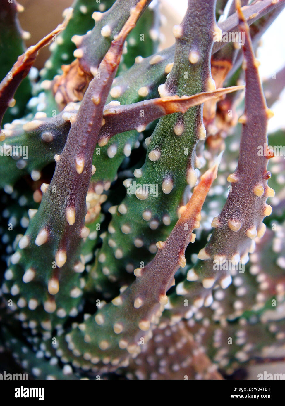 Tropical plants macro cactus and succulents backgrounds wallpapers fine ...