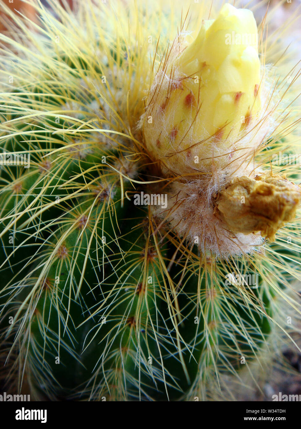 Tropical plants macro cactus and succulents backgrounds wallpapers fine ...