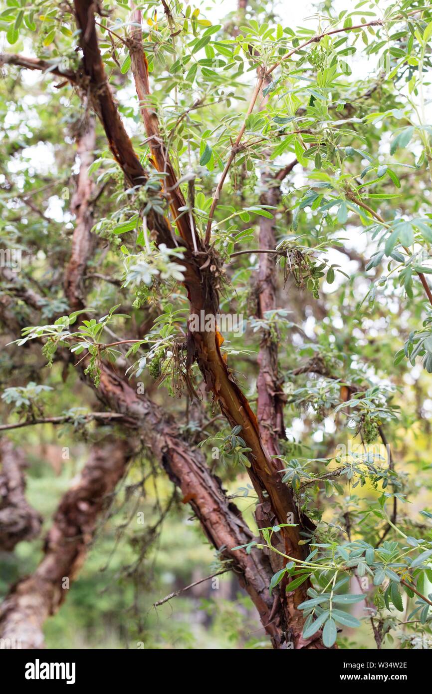 Polylepis australis 'tabaquillo' tree Stock Photo - Alamy
