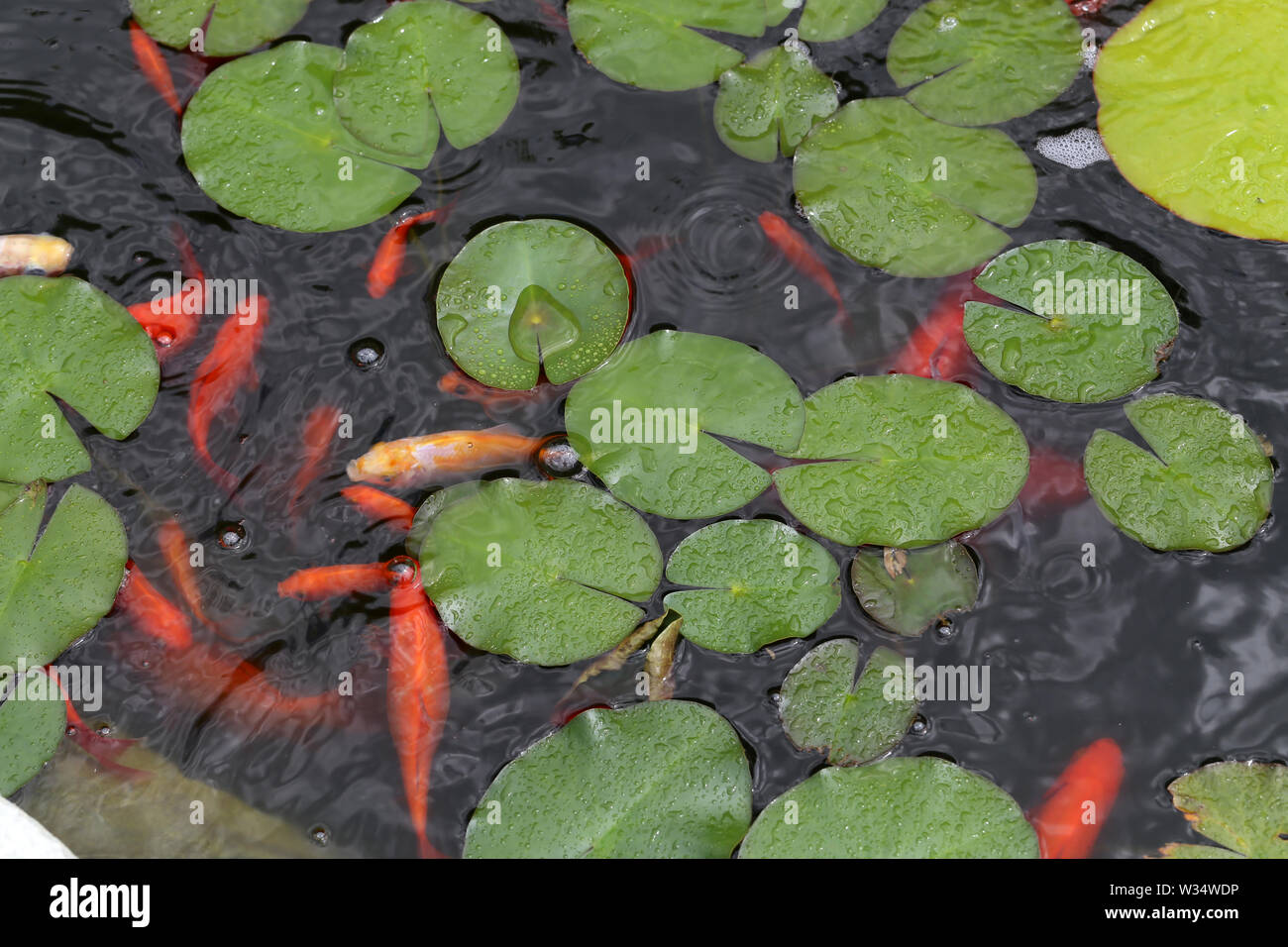 Goldfish swim in a pond with lilies Stock Photo - Alamy