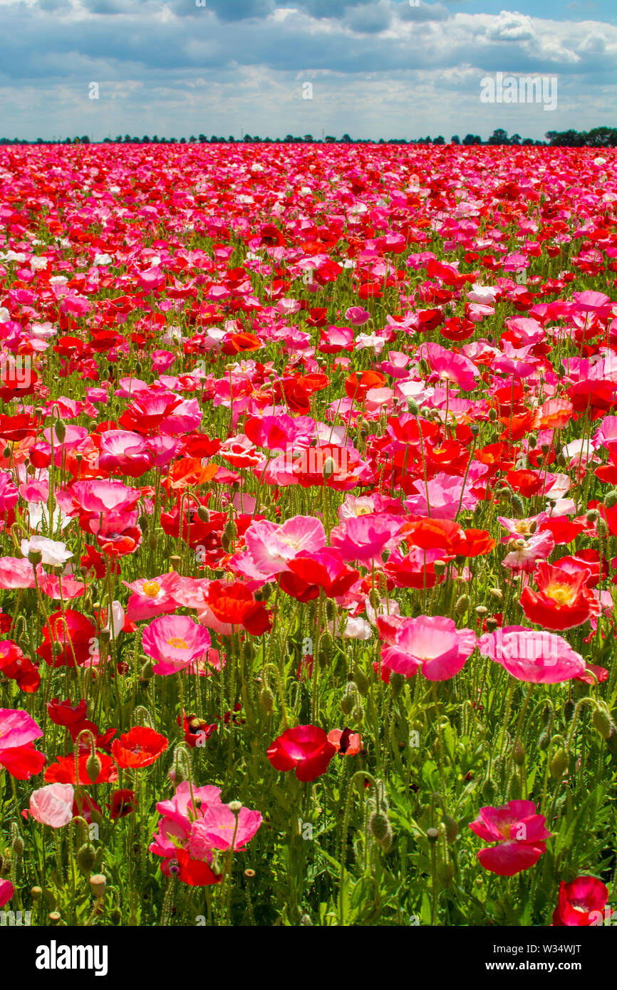 Colorful nature background, poppy fields with many white, pink and red ...