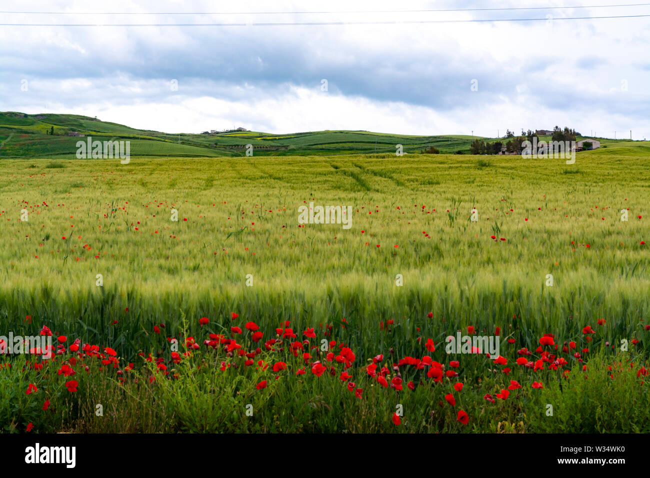 Landscape with red poppies flowers and green wheat fields, Sicily ...