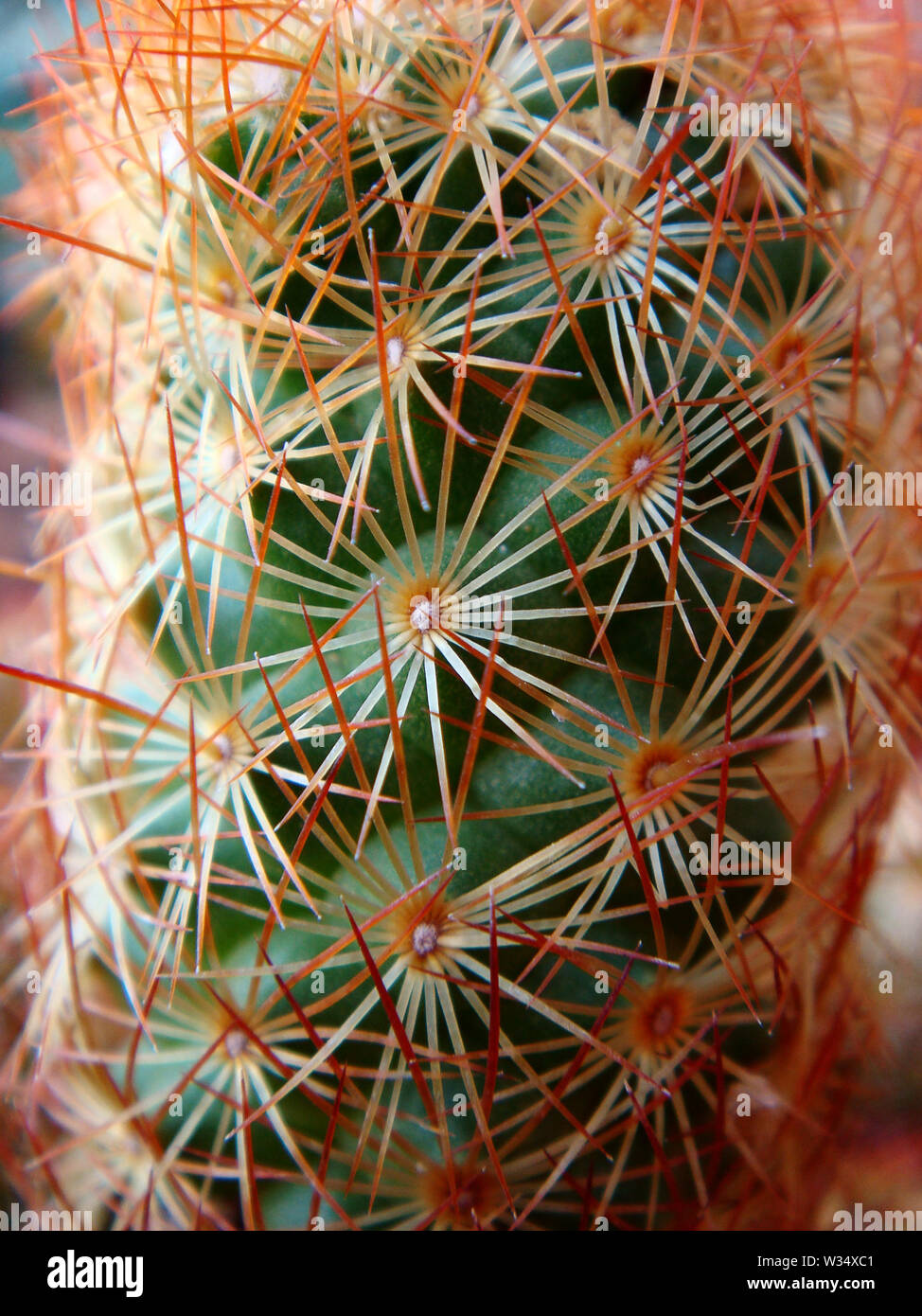 Tropical plants macro cactus and succulents backgrounds wallpapers fine ...
