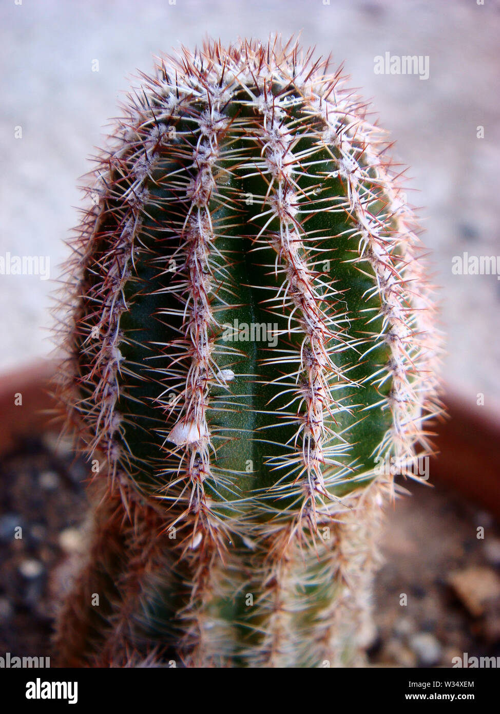 Tropical plants macro cactus and succulents backgrounds wallpapers fine ...