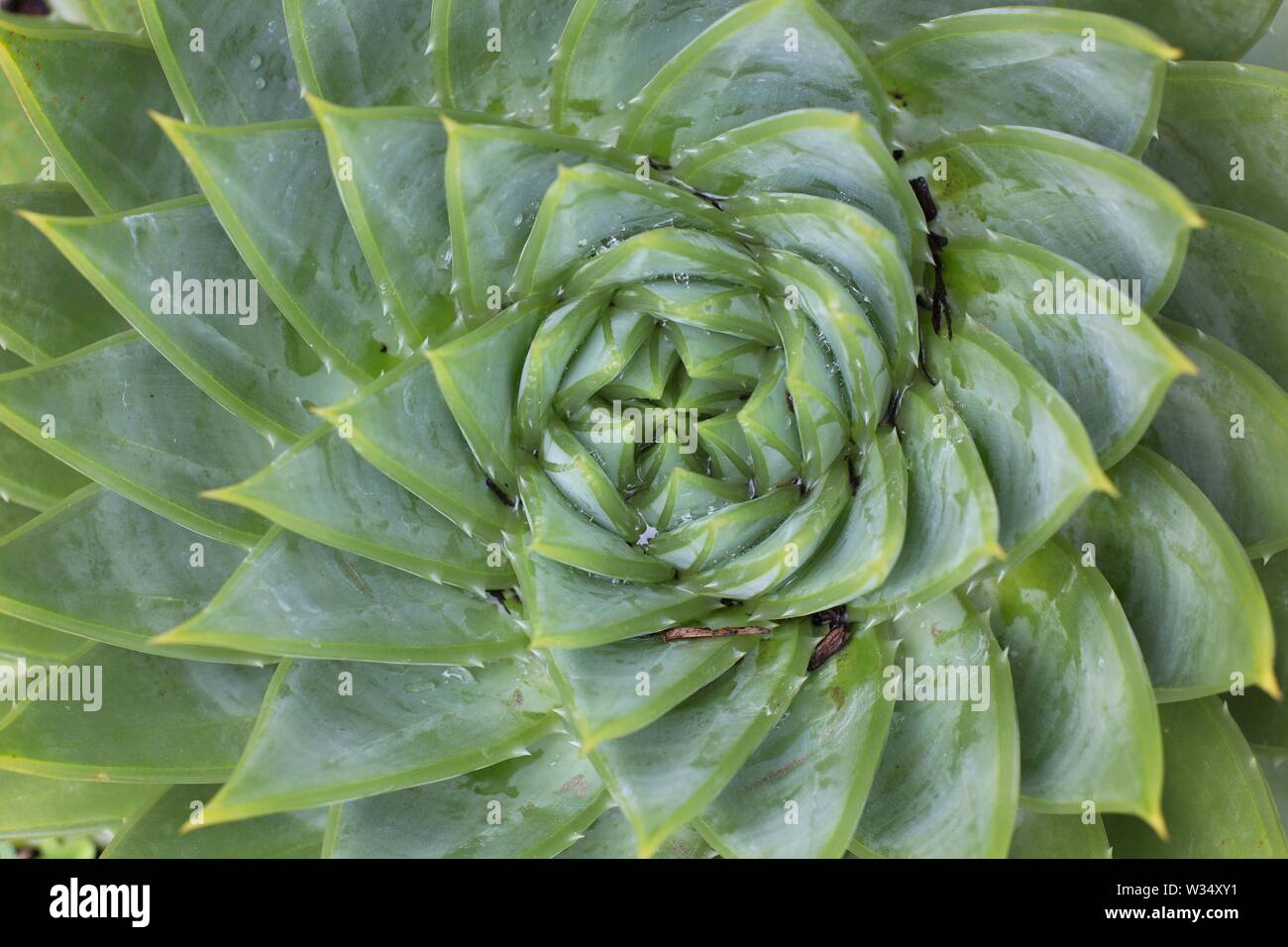 Aloe polyphylla hi-res stock photography and images - Alamy