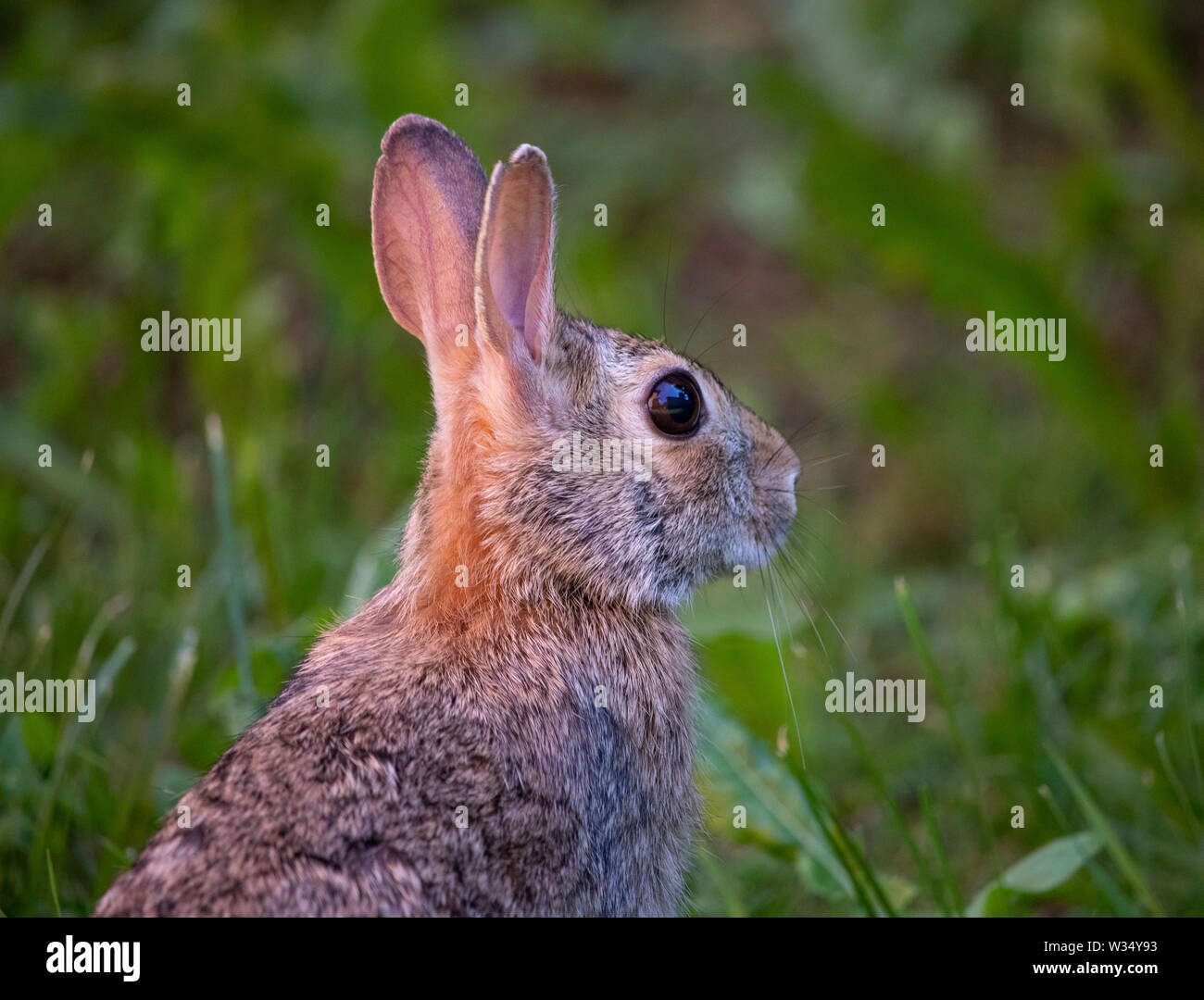 Rabbit Profile High Resolution Stock Photography and Images - Alamy