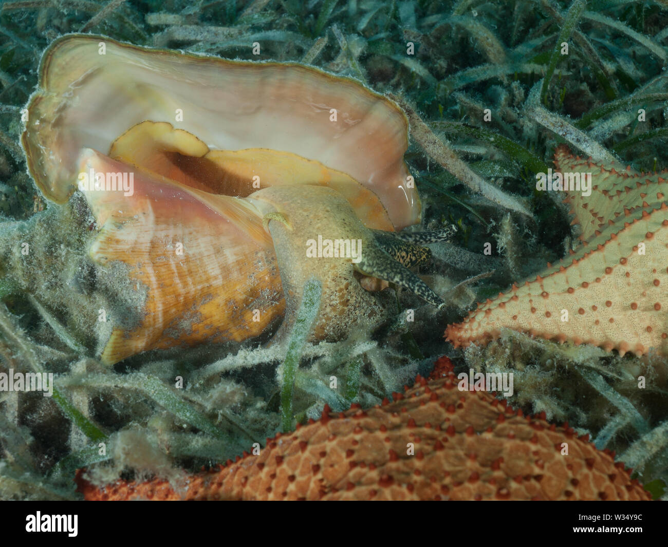 A Queen conch (Strombus gigas) lies on a shallow seagrass bed in the ...