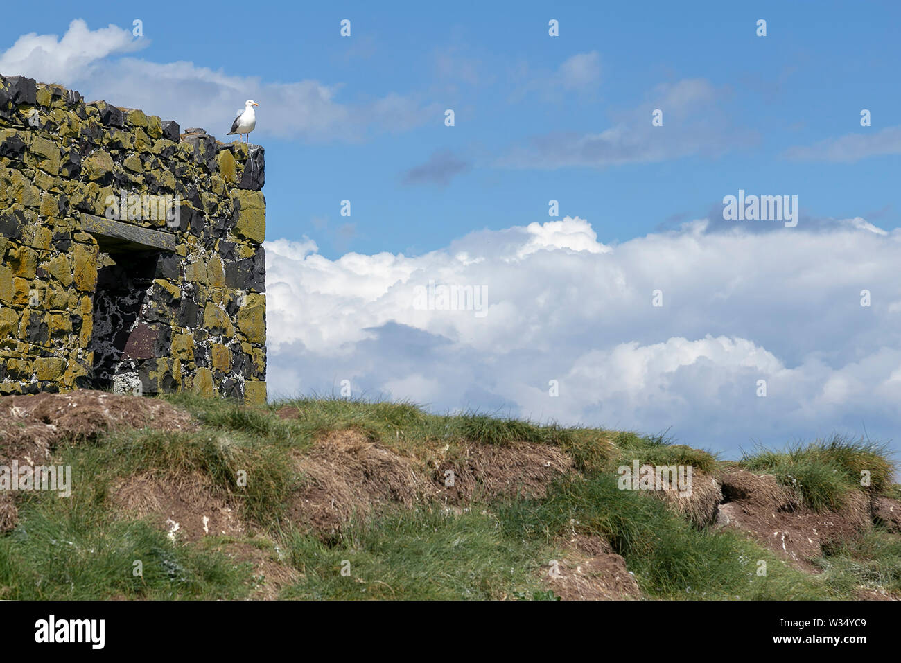 Images of sea birds on cliff face in farne islands hi-res stock ...