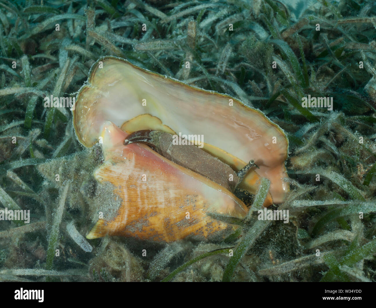 A Queen conch (Strombus gigas) lies on a shallow seagrass bed in the ...
