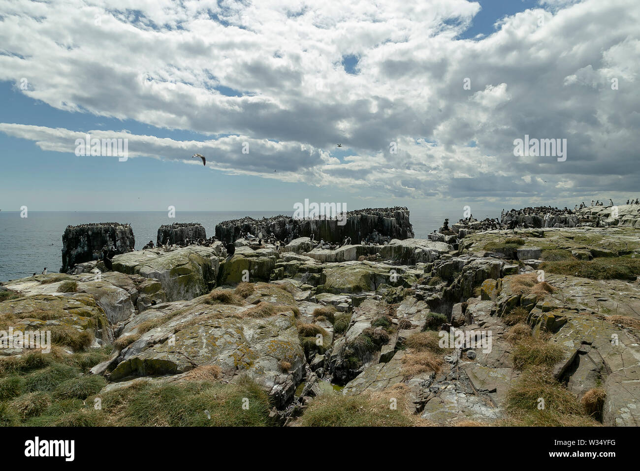 Images of sea birds on cliff face in farne islands hi-res stock ...