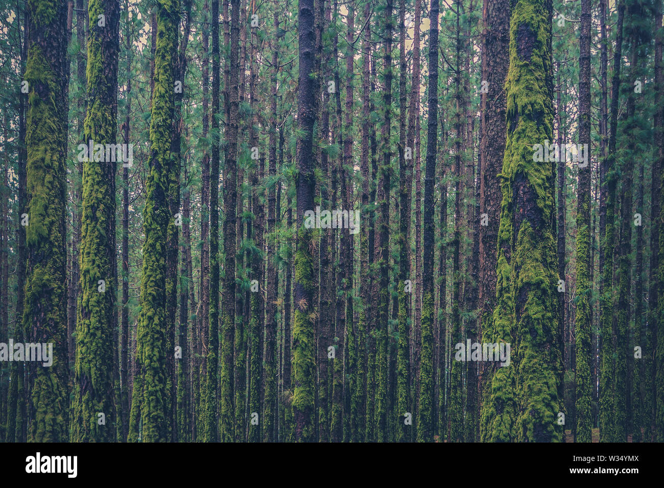 trees inside coniferous forest overgrown with moss Stock Photo - Alamy