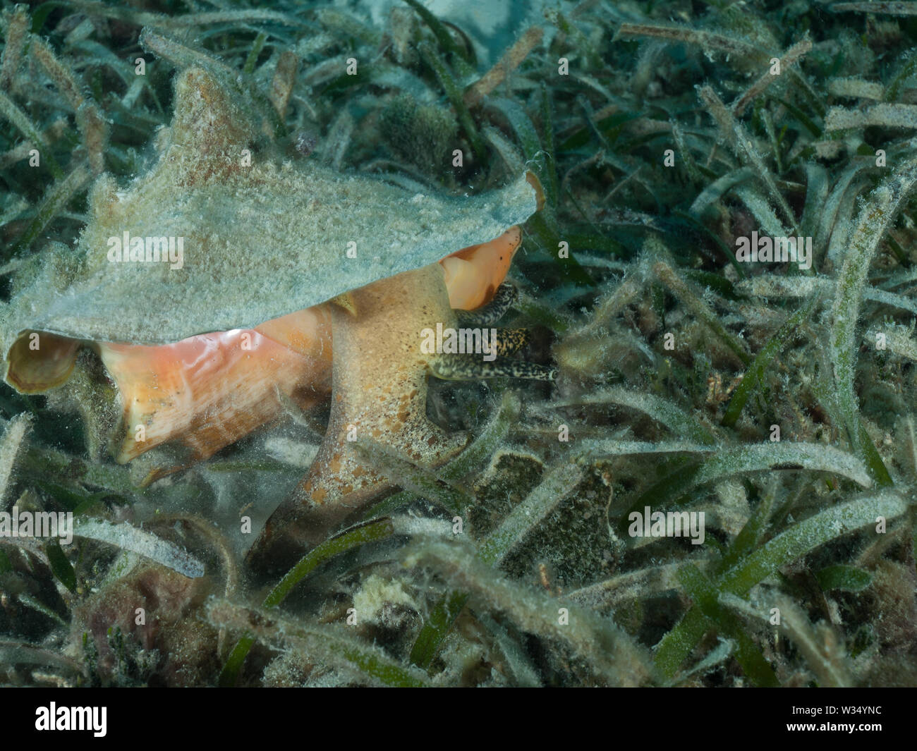 A Queen conch (Strombus gigas) lies on a shallow seagrass bed in the ...
