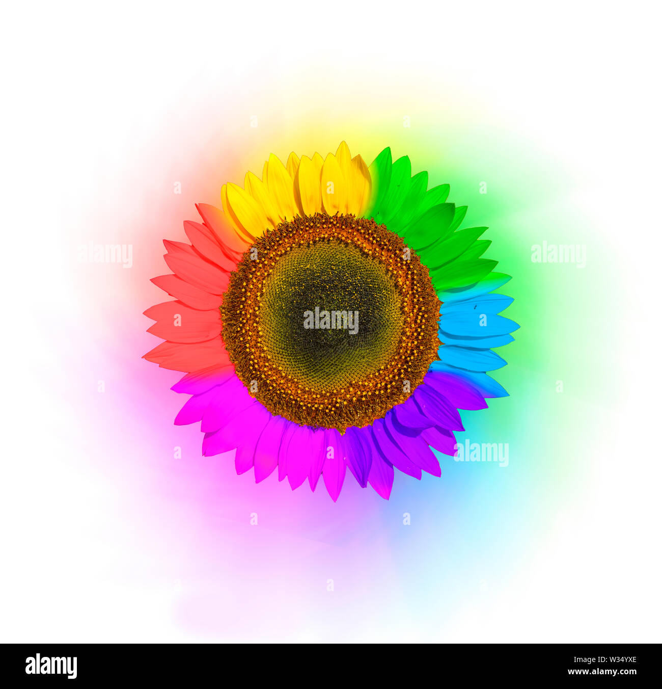 Coloring sunflower hi-res stock photography and images - Alamy