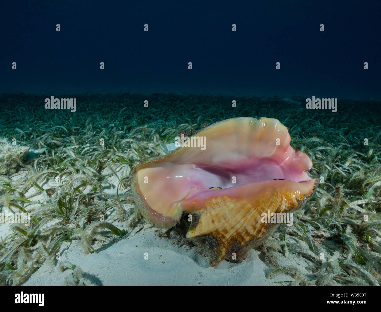 A Queen conch (Strombus gigas) lies on a shallow seagrass bed in the ...
