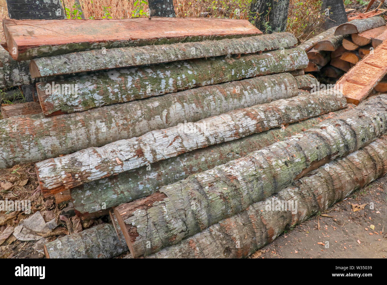 Cut and halved palm trunks with bark. Wood ready for further manual ...