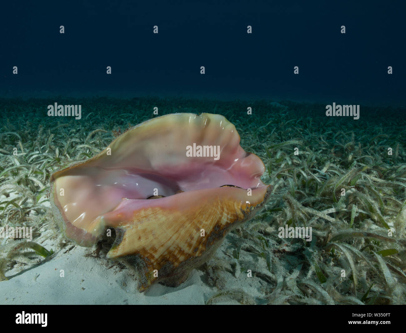 A Queen conch (Strombus gigas) lies on a shallow seagrass bed in the ...