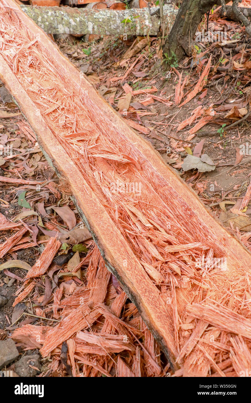 Processing of palm trunks. Mortising the troughs into a tree trunk ...