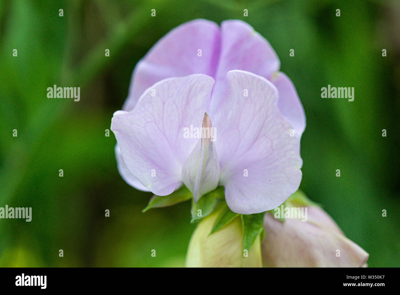 The flower of a sweet pea (Lathyrus odoratus Stock Photo - Alamy