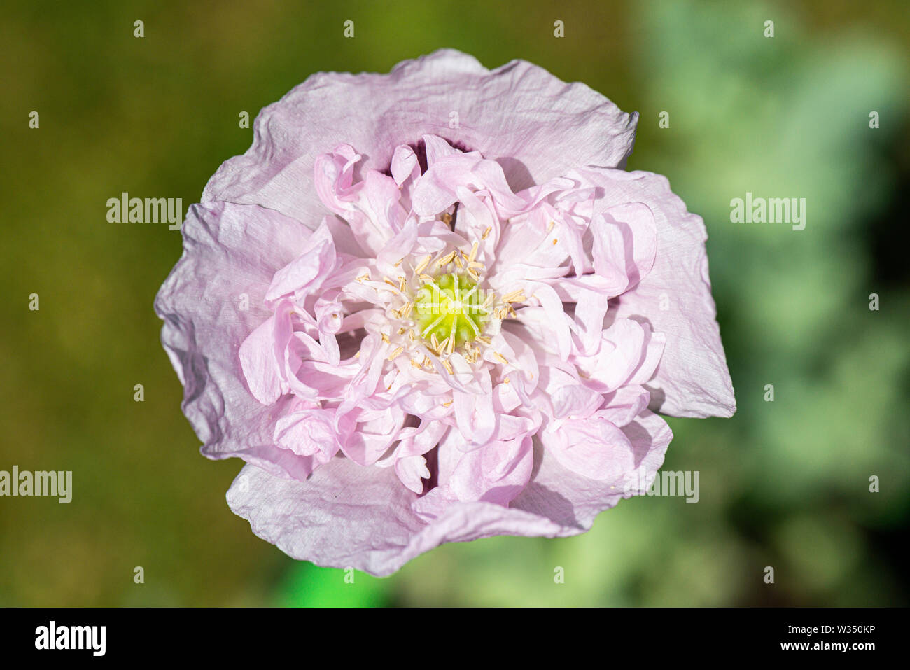 A flower of a Poppy 'Tallulah Belle Blush' Stock Photo - Alamy