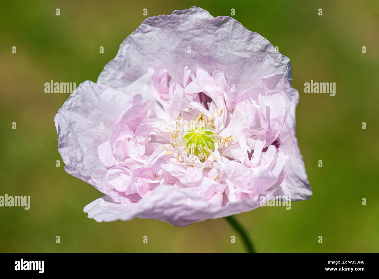A flower of a Poppy 'Tallulah Belle Blush' Stock Photo - Alamy