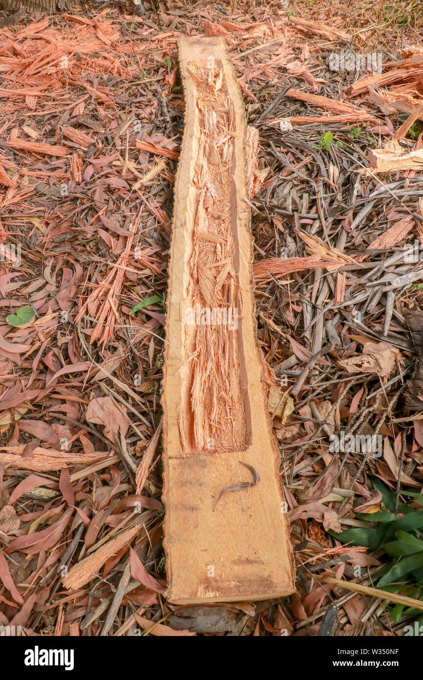 Processing of palm trunks. Mortising the troughs into a tree trunk ...