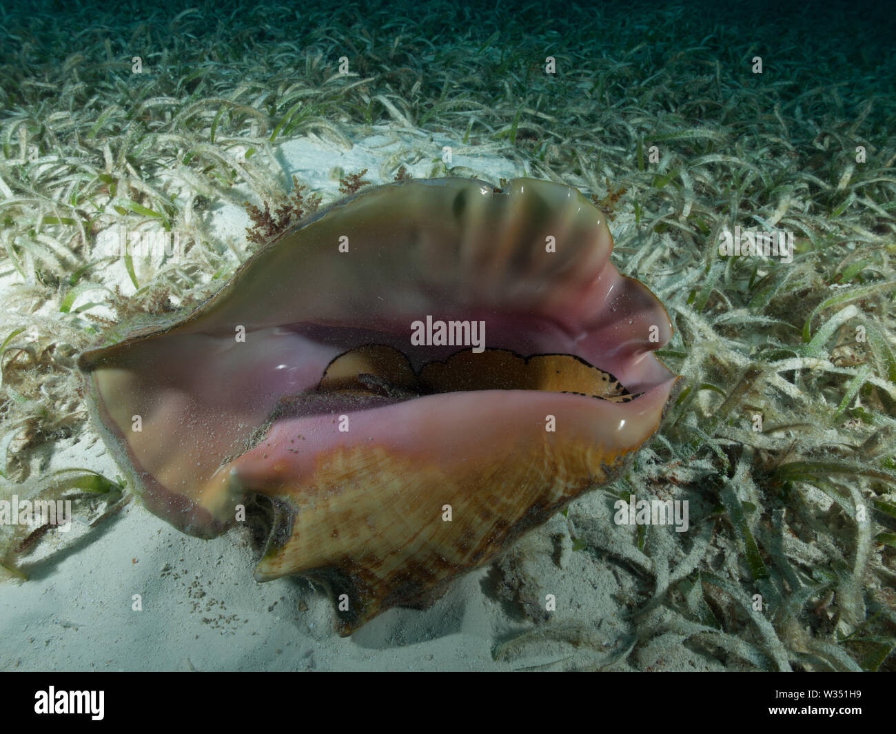 Queen Conch Shell Stock Photos & Queen Conch Shell Stock Images - Alamy