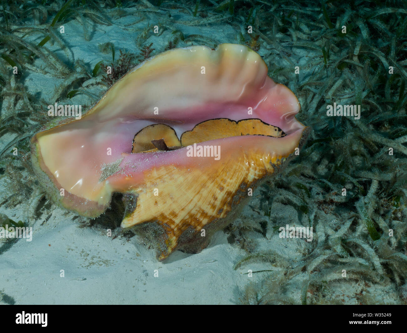 A Queen conch (Strombus gigas) lies on a shallow seagrass bed in the ...