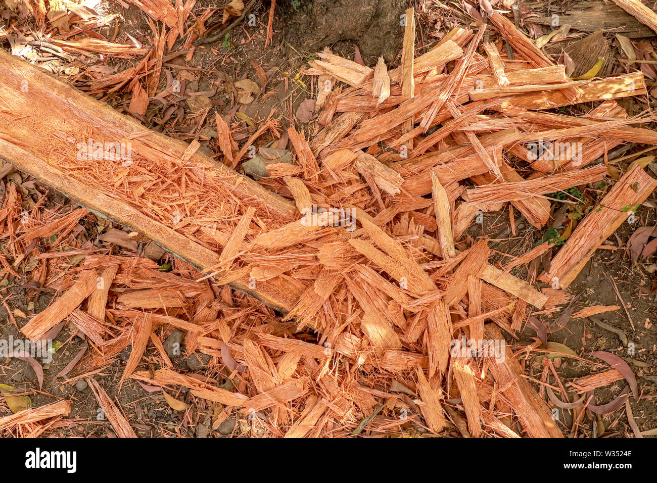 Palmwood chips. Wooden shavings from a worked tree trunk. A log with a ...