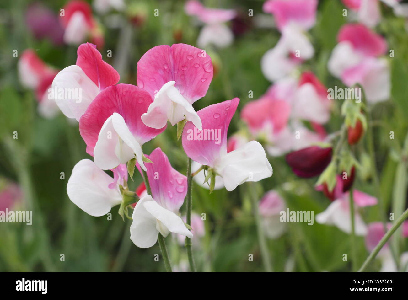 Painted lady sweet peas hi-res stock photography and images - Alamy