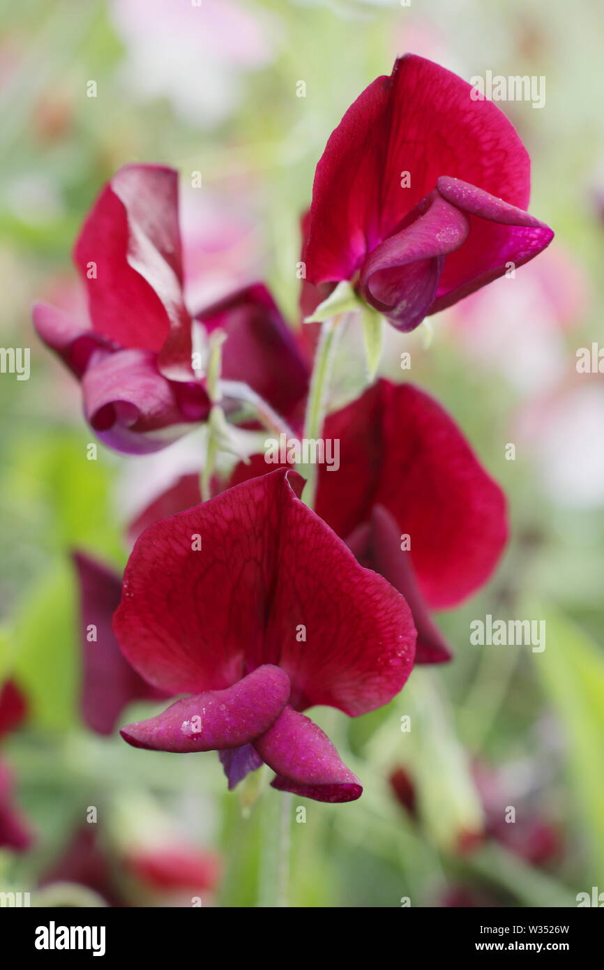 Old fashioned sweet pea hi-res stock photography and images - Alamy