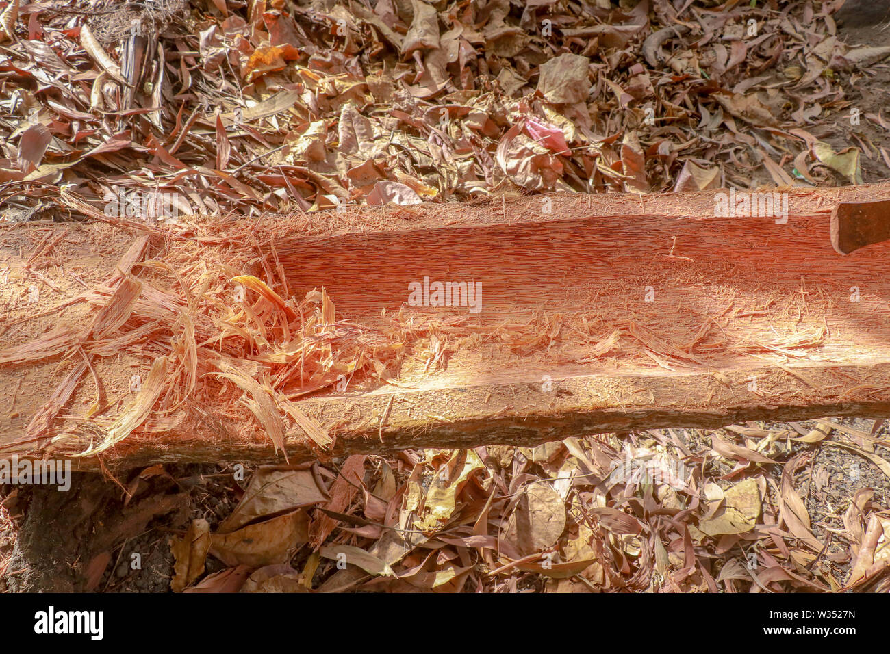 Trimming a palm tree hi-res stock photography and images - Alamy