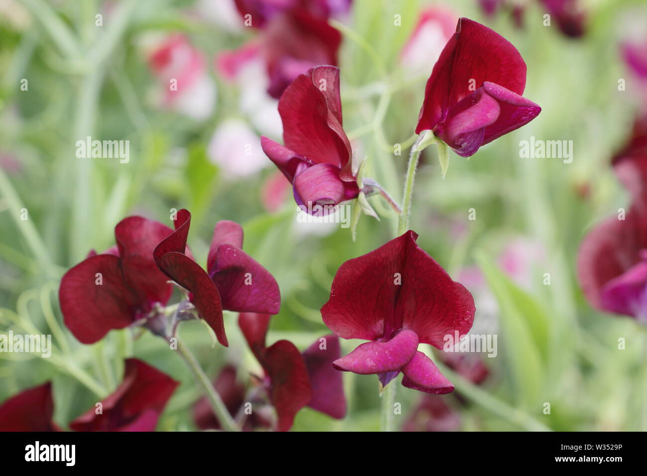 Old fashioned sweet pea hi-res stock photography and images - Alamy
