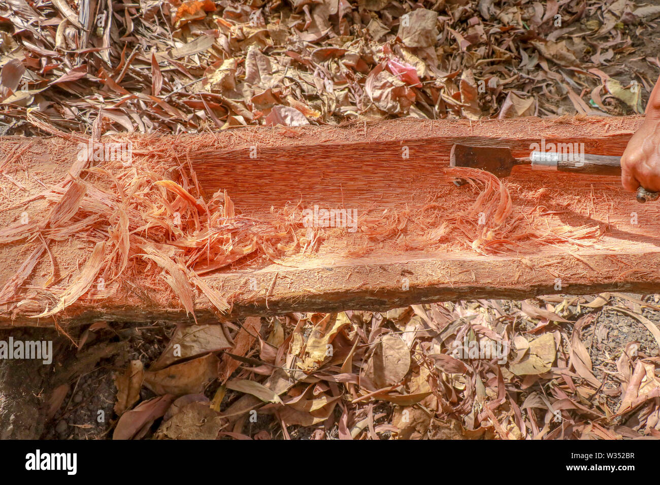 Processing of palm trunks. Mortising the troughs into a tree trunk ...