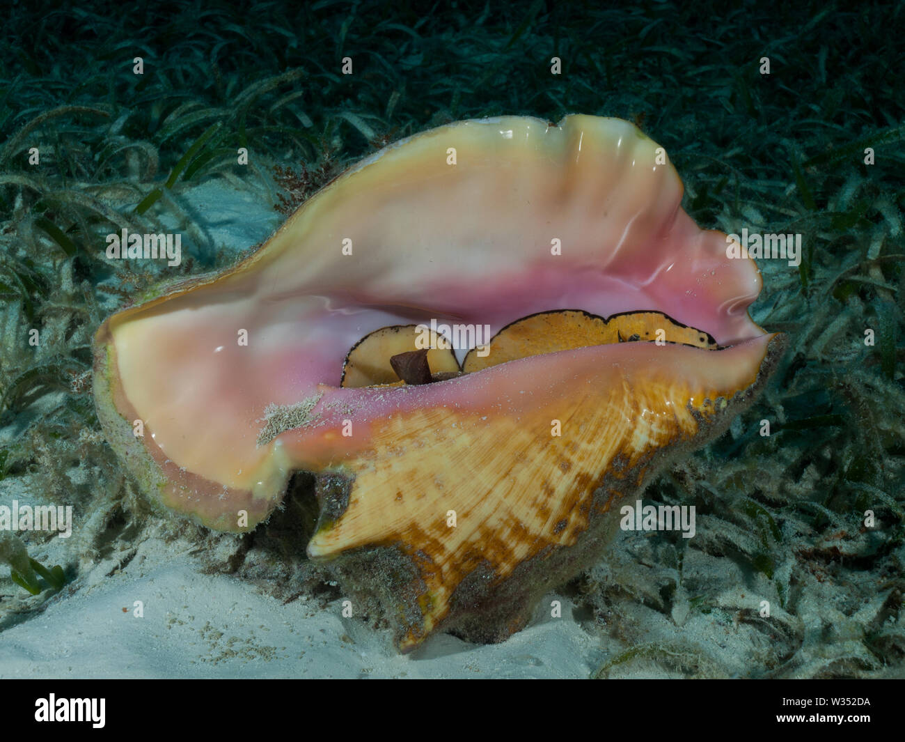 A Queen conch (Strombus gigas) lies on a shallow seagrass bed in the ...