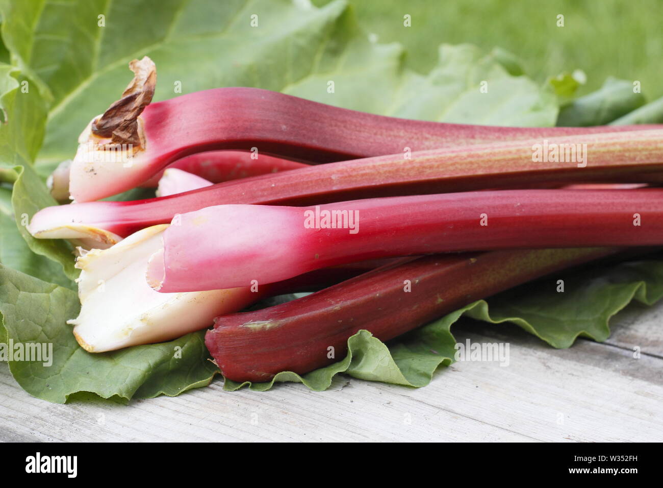 Wild Rhubarb Poisonous