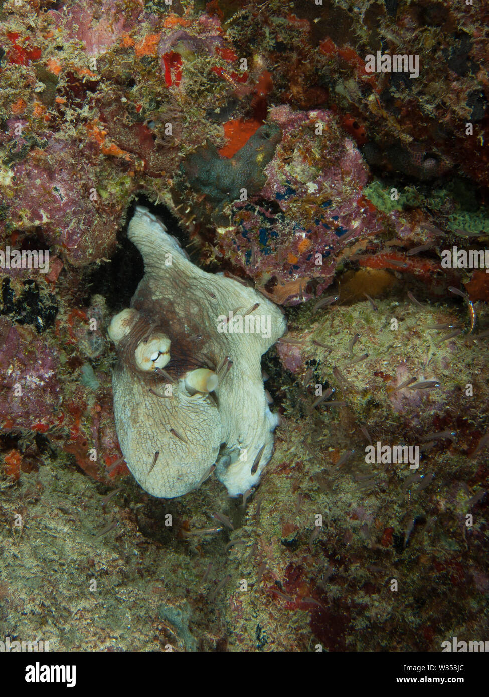 Common octopus octopus vulgaris hunting on coral reef Stock Photo - Alamy