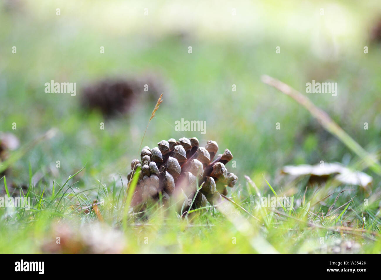 Cone nature hi-res stock photography and images - Alamy