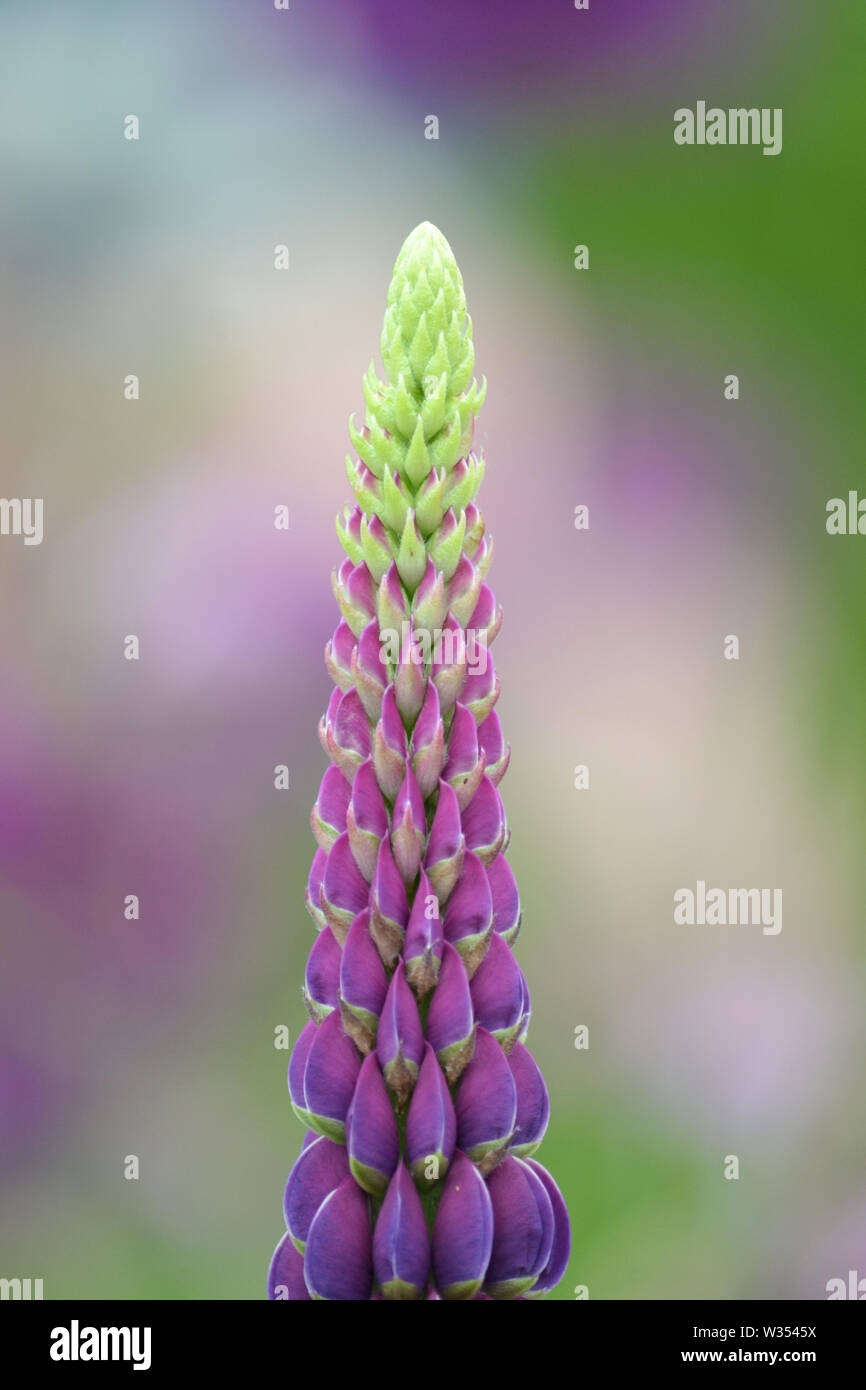 Field blooming lupine flowers lupinus hi-res stock photography and ...