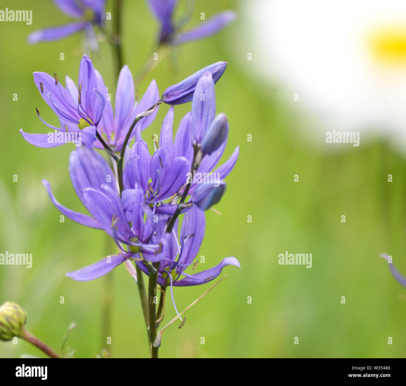 Common Camas {Camassia quamash} Stock Photo - Alamy