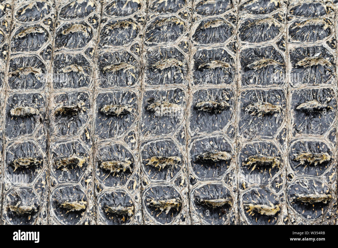 Alligator Skin Texture High Resolution Stock Photography and Images - Alamy