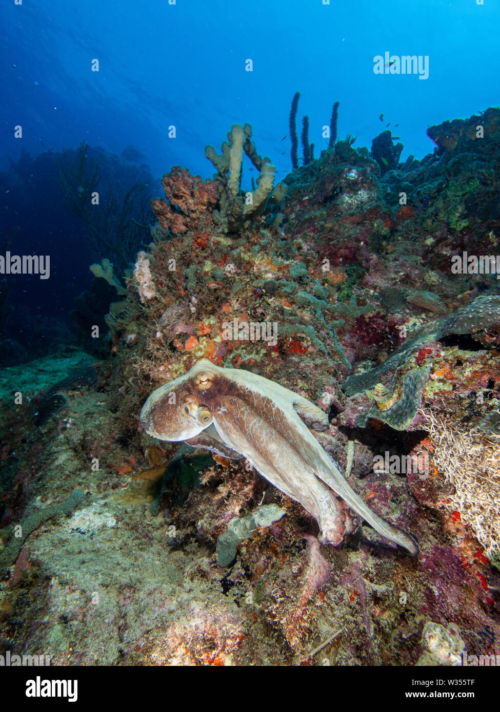 Common octopus octopus vulgaris hunting on coral reef Stock Photo - Alamy