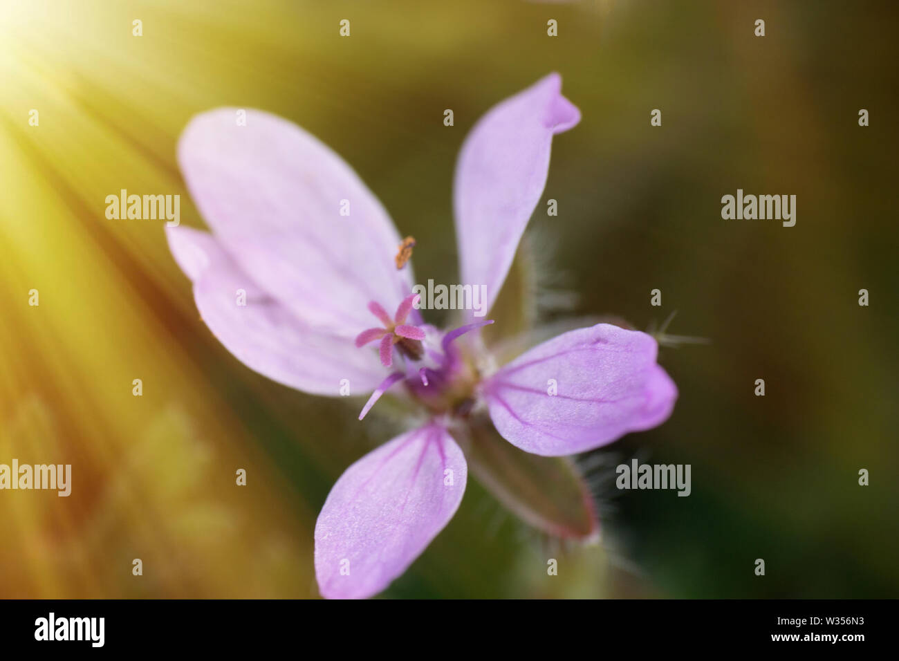 Enlarged flowers (even outwardly simple) look amazingly beautiful when ...