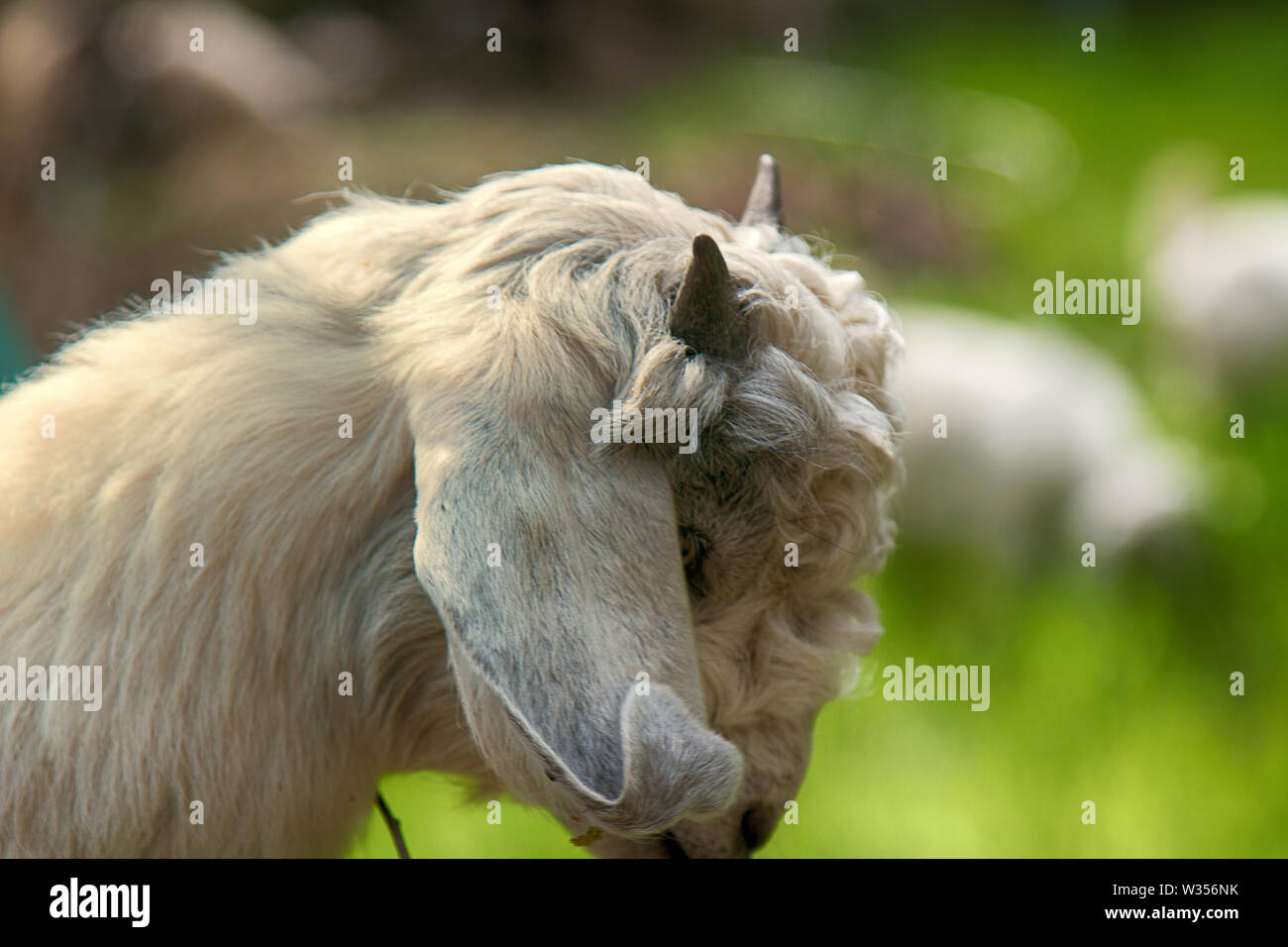Broad tailed sheep hi-res stock photography and images - Alamy