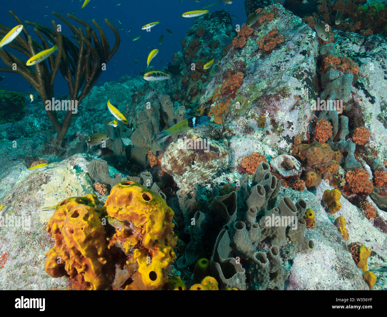 Common octopus octopus vulgaris hunting on coral reef Stock Photo - Alamy