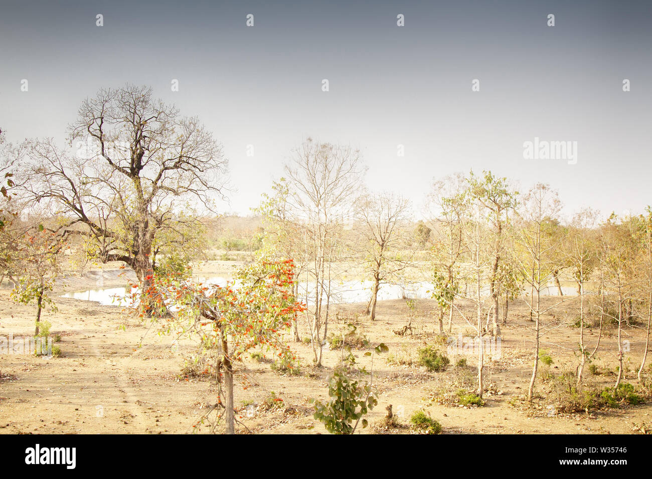 Winter in the dry semi-deciduous subtropical forests of India, scrub ...