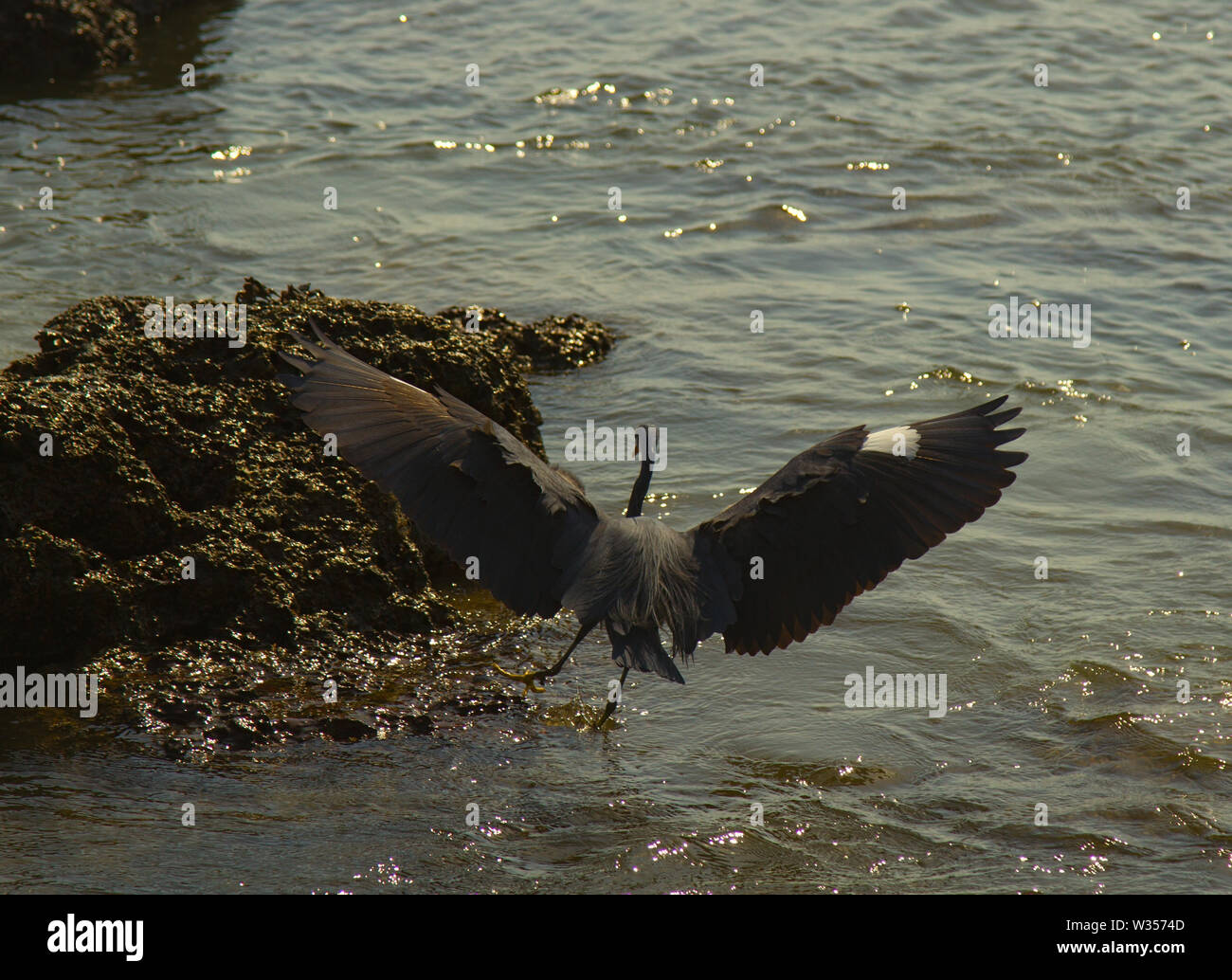 Birds of India. Pacific reef heron (Egretta sacra) on the reefs of the ...