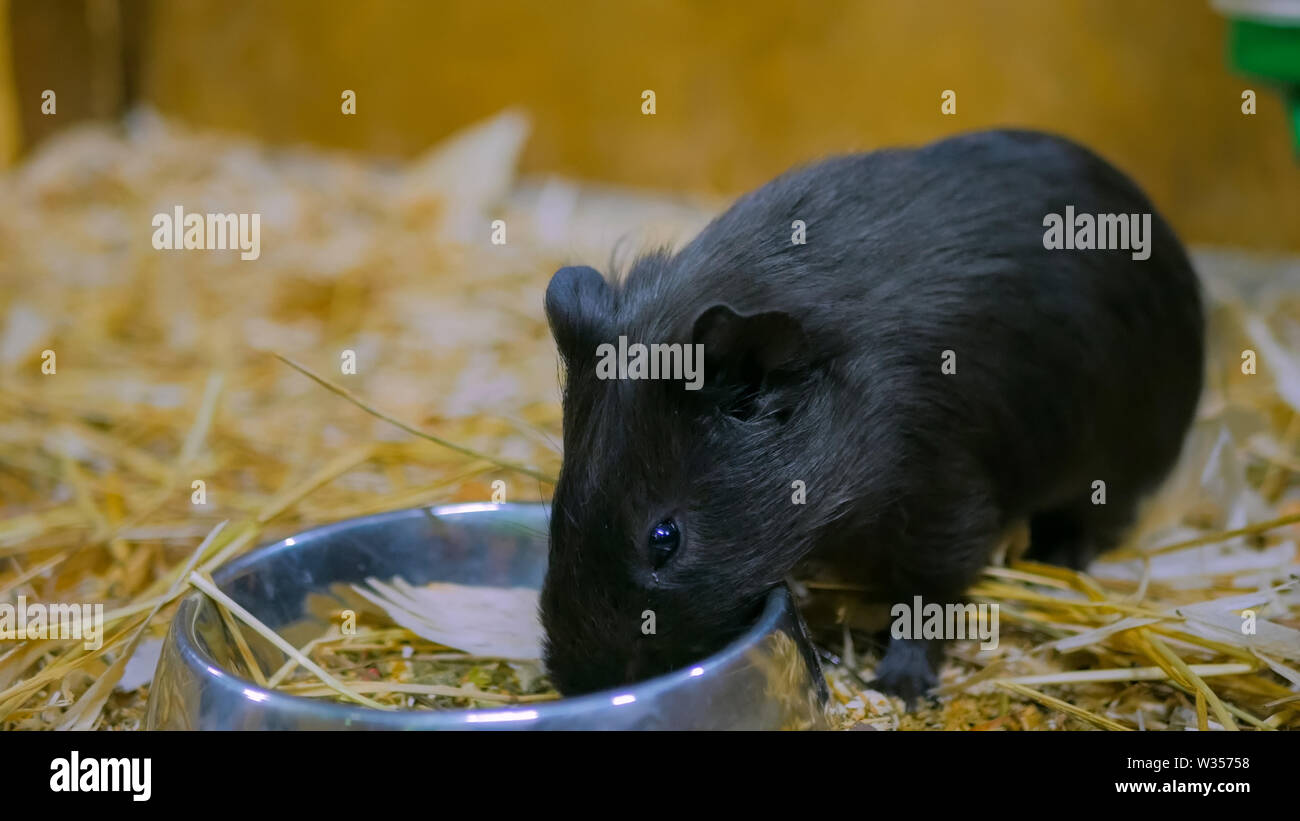 Black guinea pig Stock Photo - Alamy