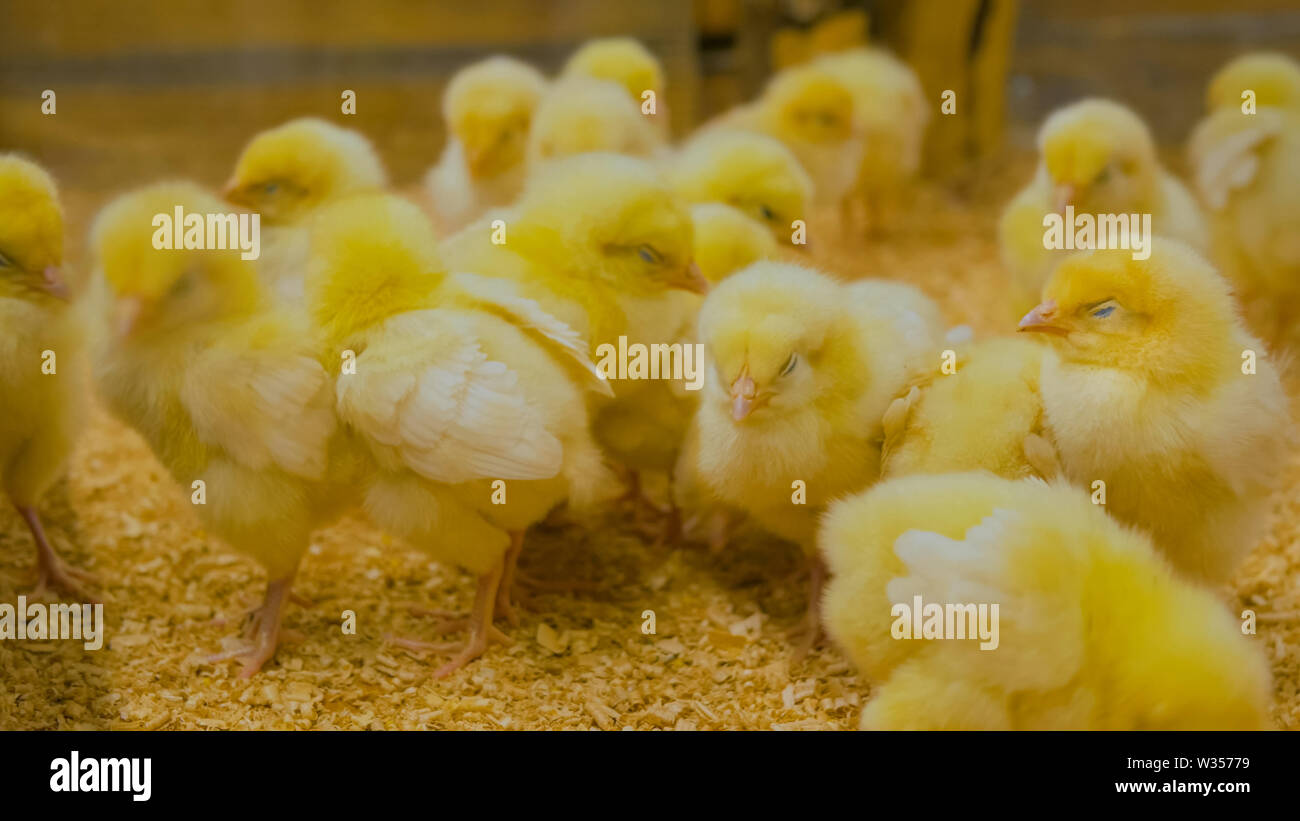 Group of baby chickens on farm Stock Photo - Alamy