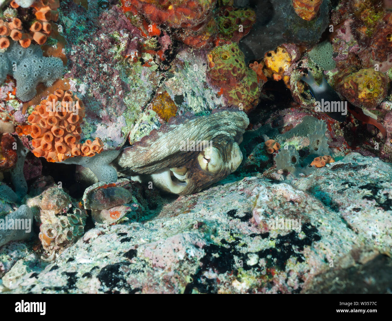 Common octopus octopus vulgaris hunting on coral reef Stock Photo - Alamy