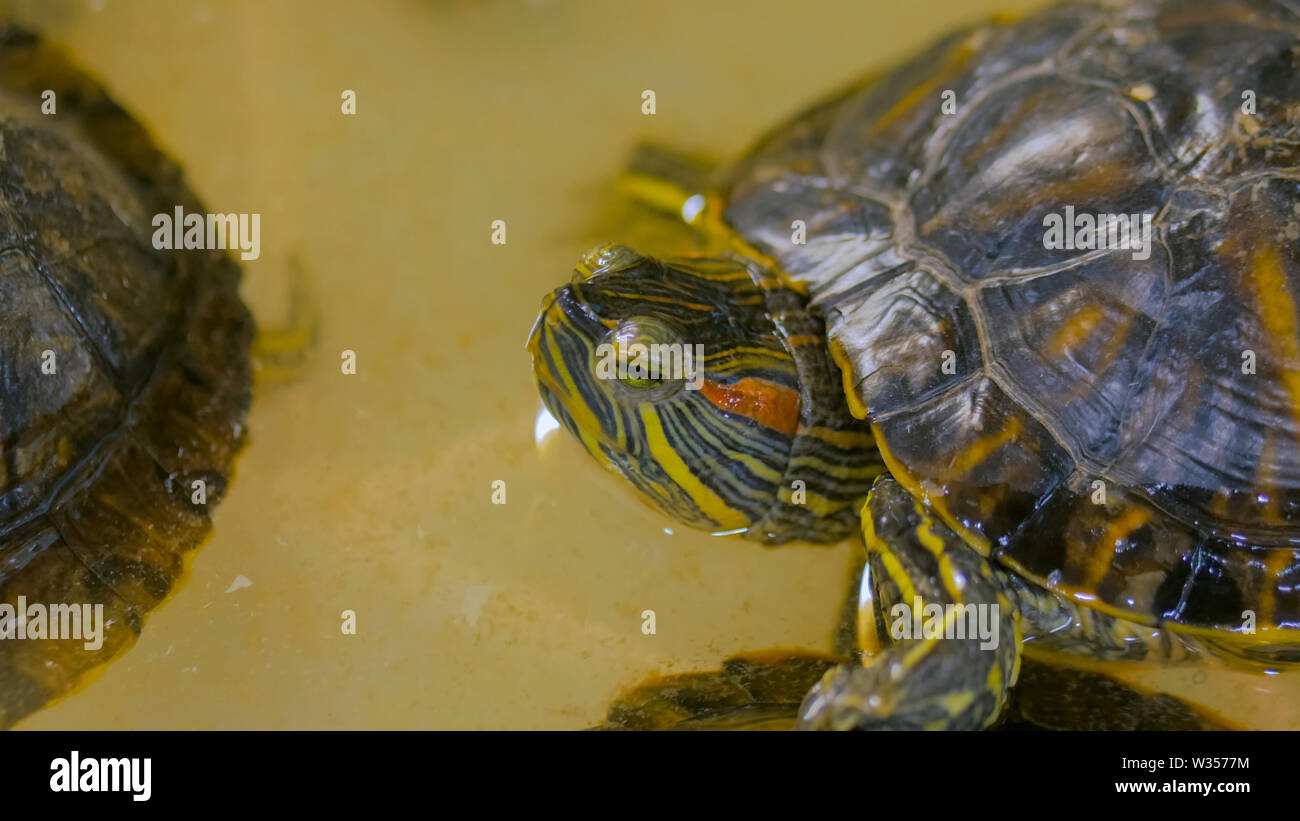 Small marine turtle swiming Stock Photo - Alamy